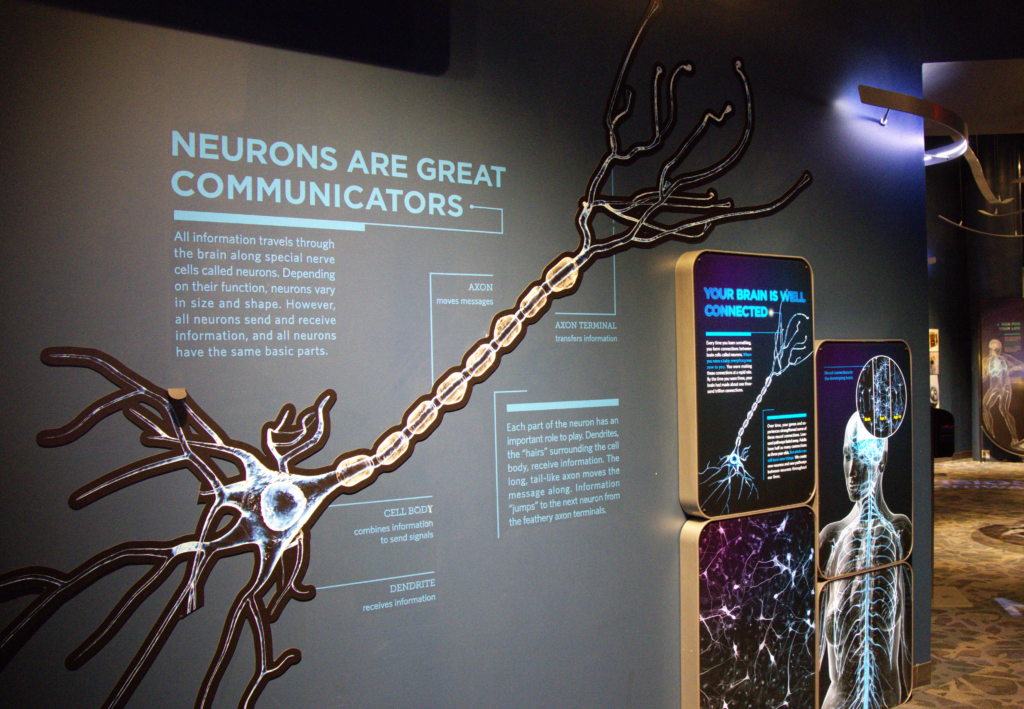 Celebrating a Decade of "Your Brain" at The Franklin Institute ...